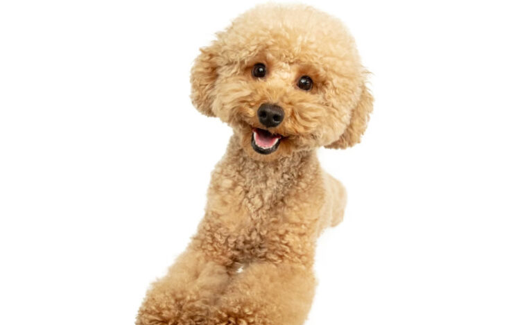 Razas de perros peludos que necesitan cuidado especial en su pelaje - Dinky